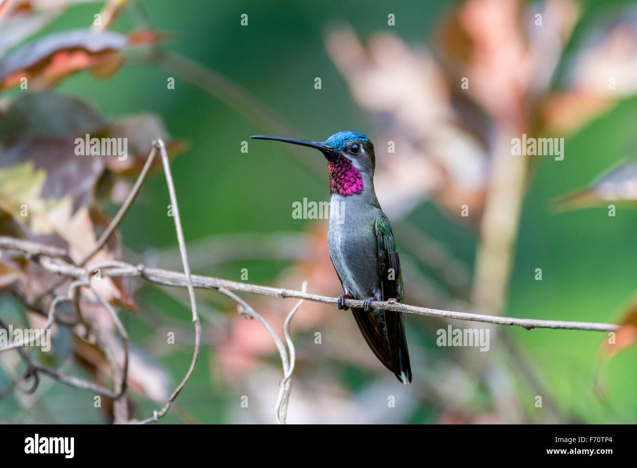 A hummingbird resting Stock Photo - Alamy