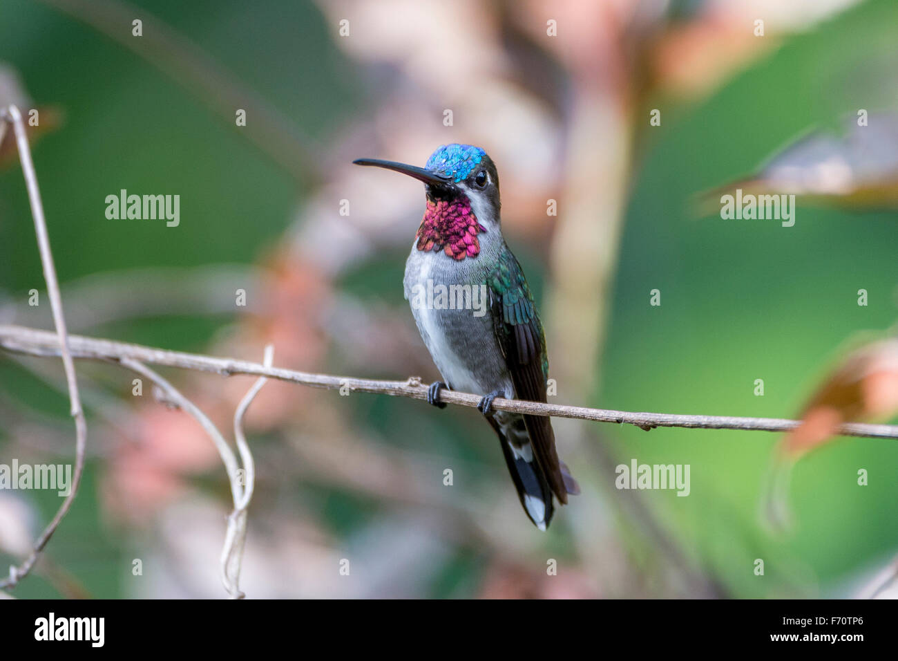 A hummingbird resting Stock Photo - Alamy