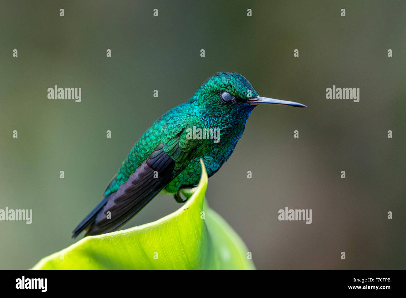 A hummingbird resting Stock Photo - Alamy
