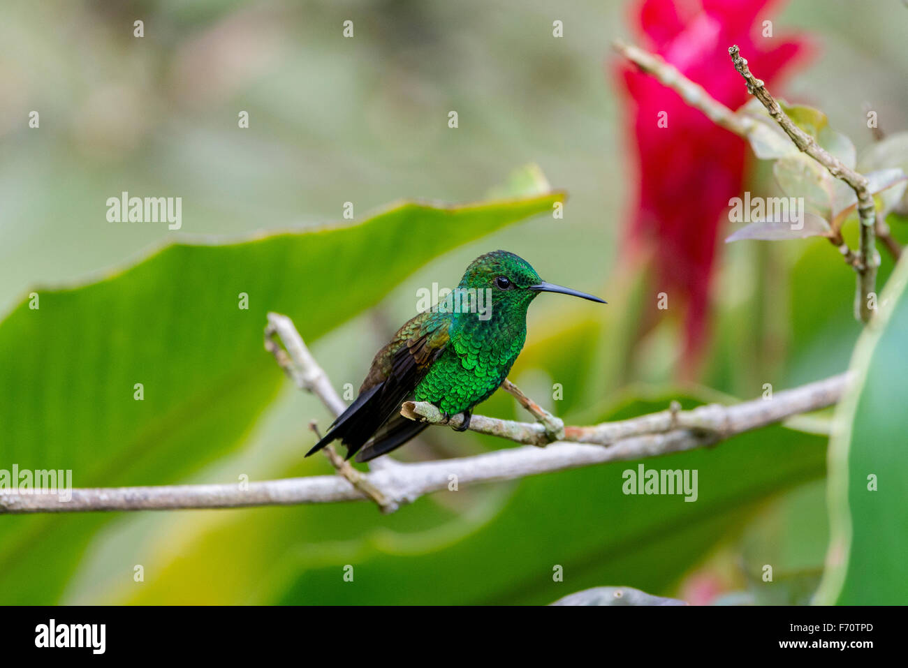 A hummingbird resting Stock Photo - Alamy