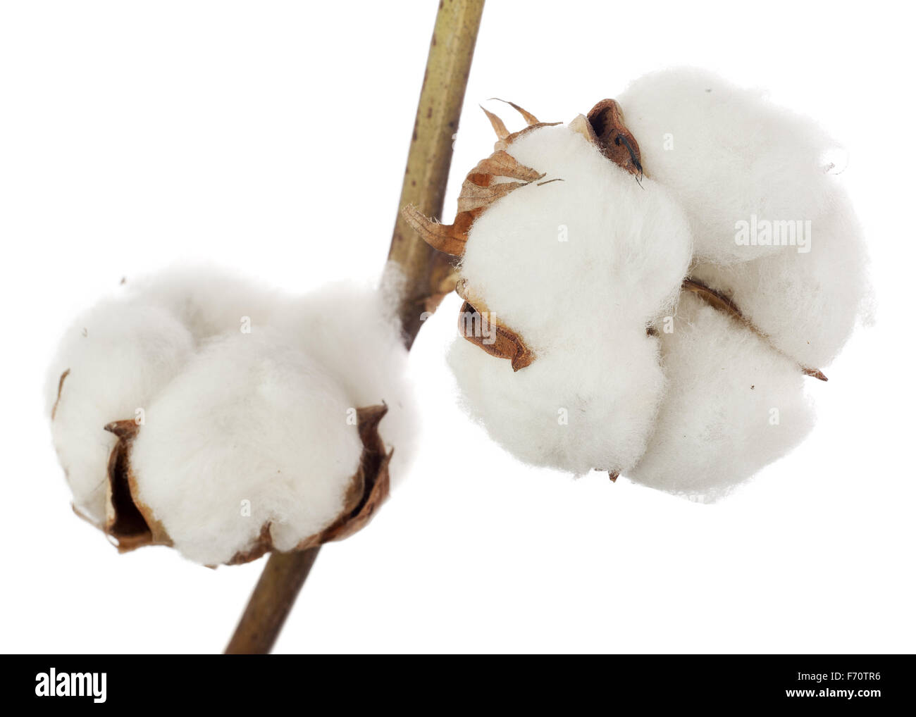 Cotton plant flower isolated on white background. Closeup Stock Photo ...