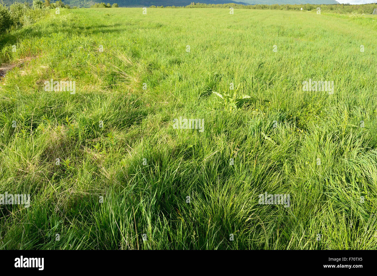 green pasture in summer Stock Photo - Alamy