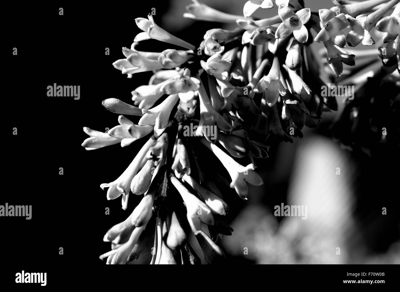Lilac aroma Black and White Stock Photos & Images - Alamy