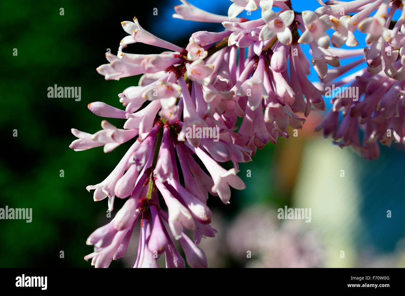 purple common lilac wild tree flower in summer Stock Photo - Alamy