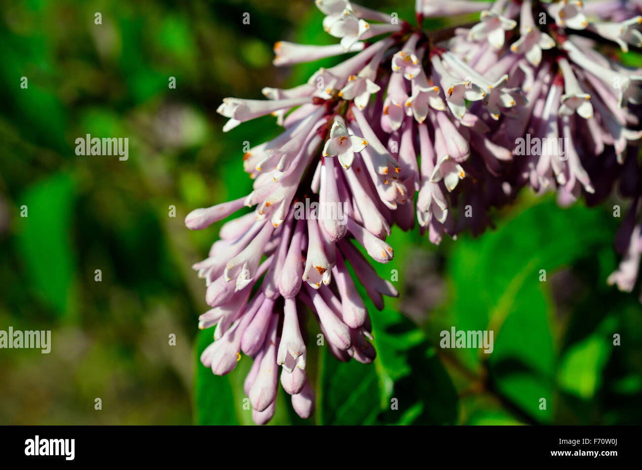 vibrant common lilac flower in summer sun Stock Photo - Alamy