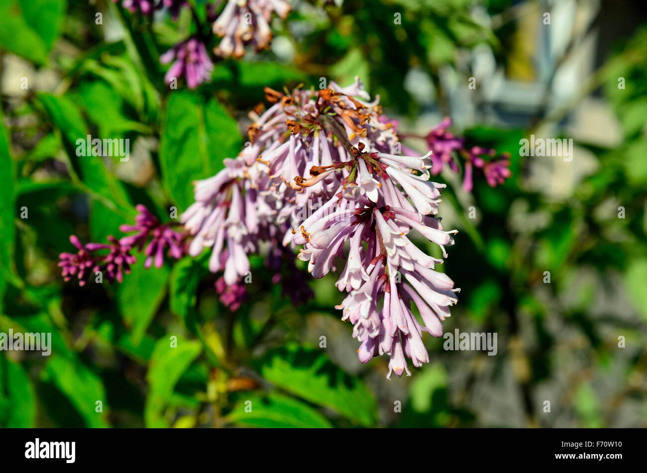purple common lilac wild tree flower in summer Stock Photo - Alamy