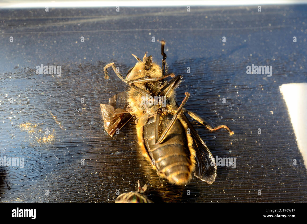 Klegg hi-res stock photography and images - Alamy