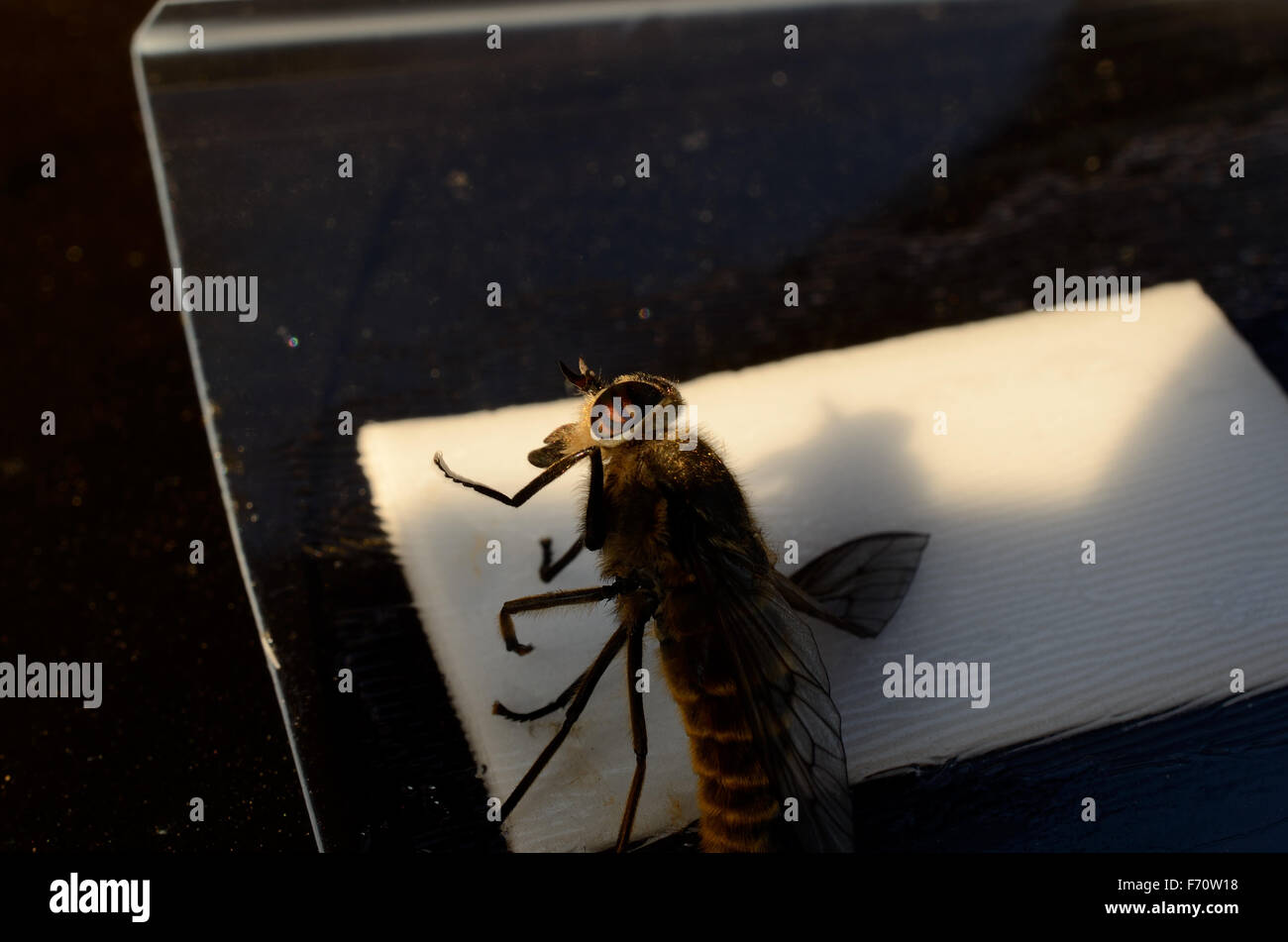 Gad fly hi-res stock photography and images - Alamy