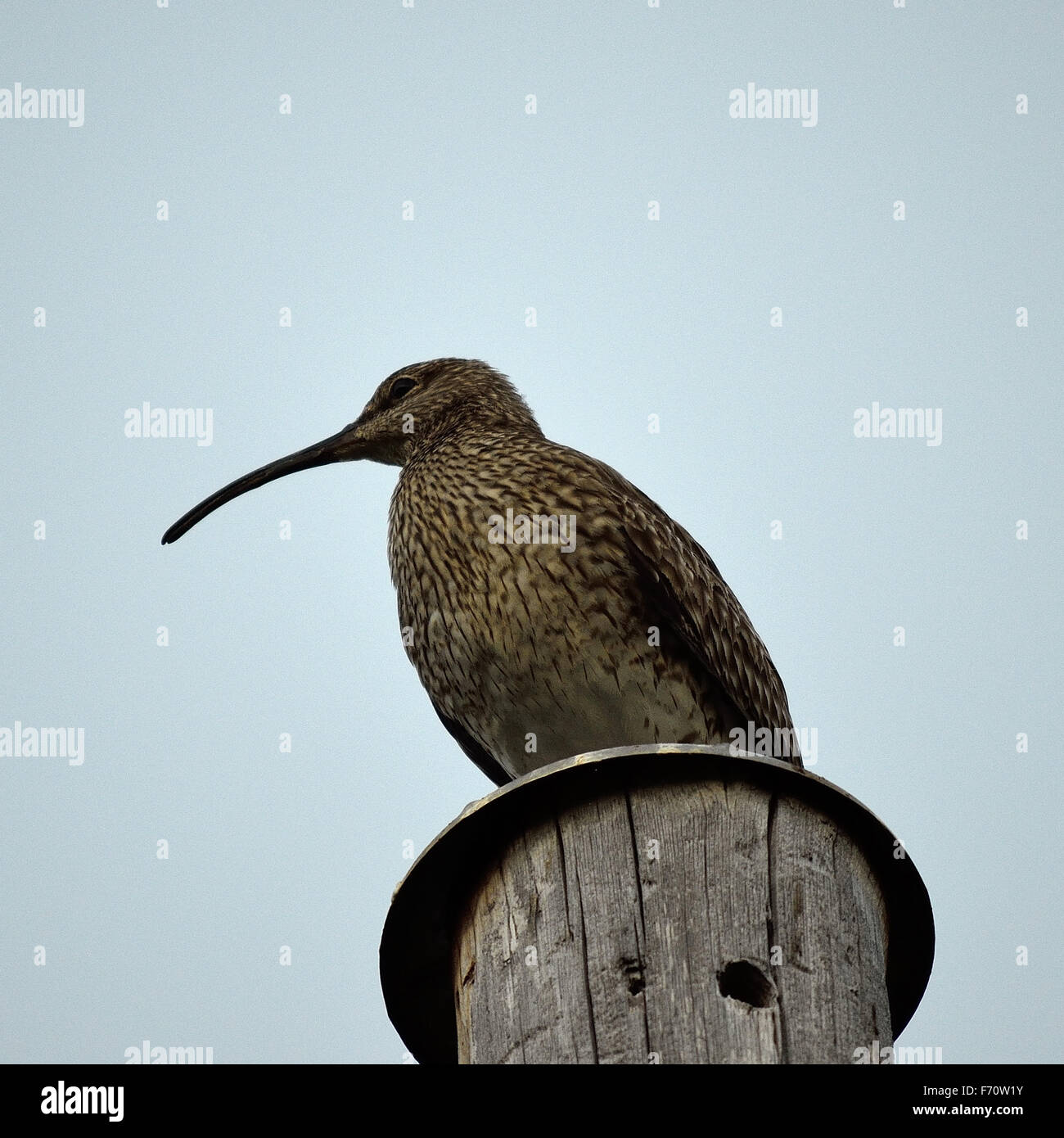 eurasian curlew bird sitting on a pole in summer Stock Photo - Alamy