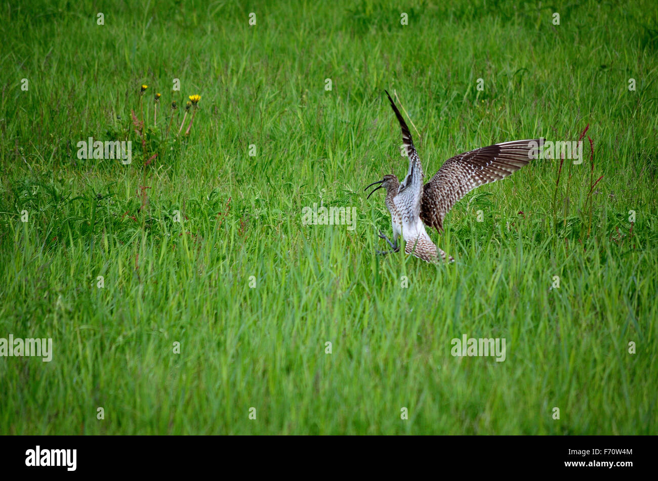 Eurasian curlew feet hi-res stock photography and images - Alamy