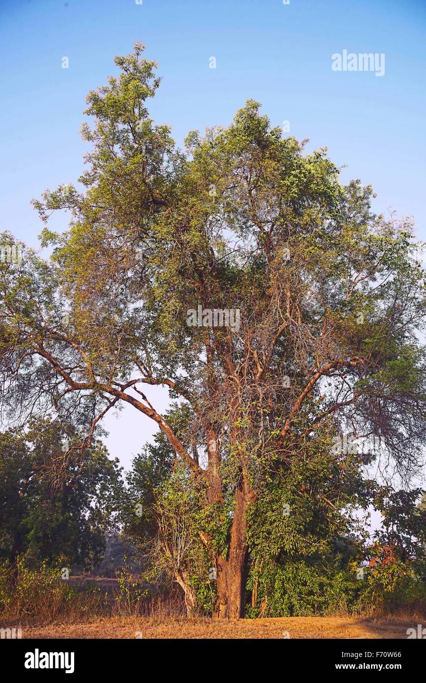 Cedar tree, Gondia, Madhya Pradesh, India, Asia Stock Photo - Alamy
