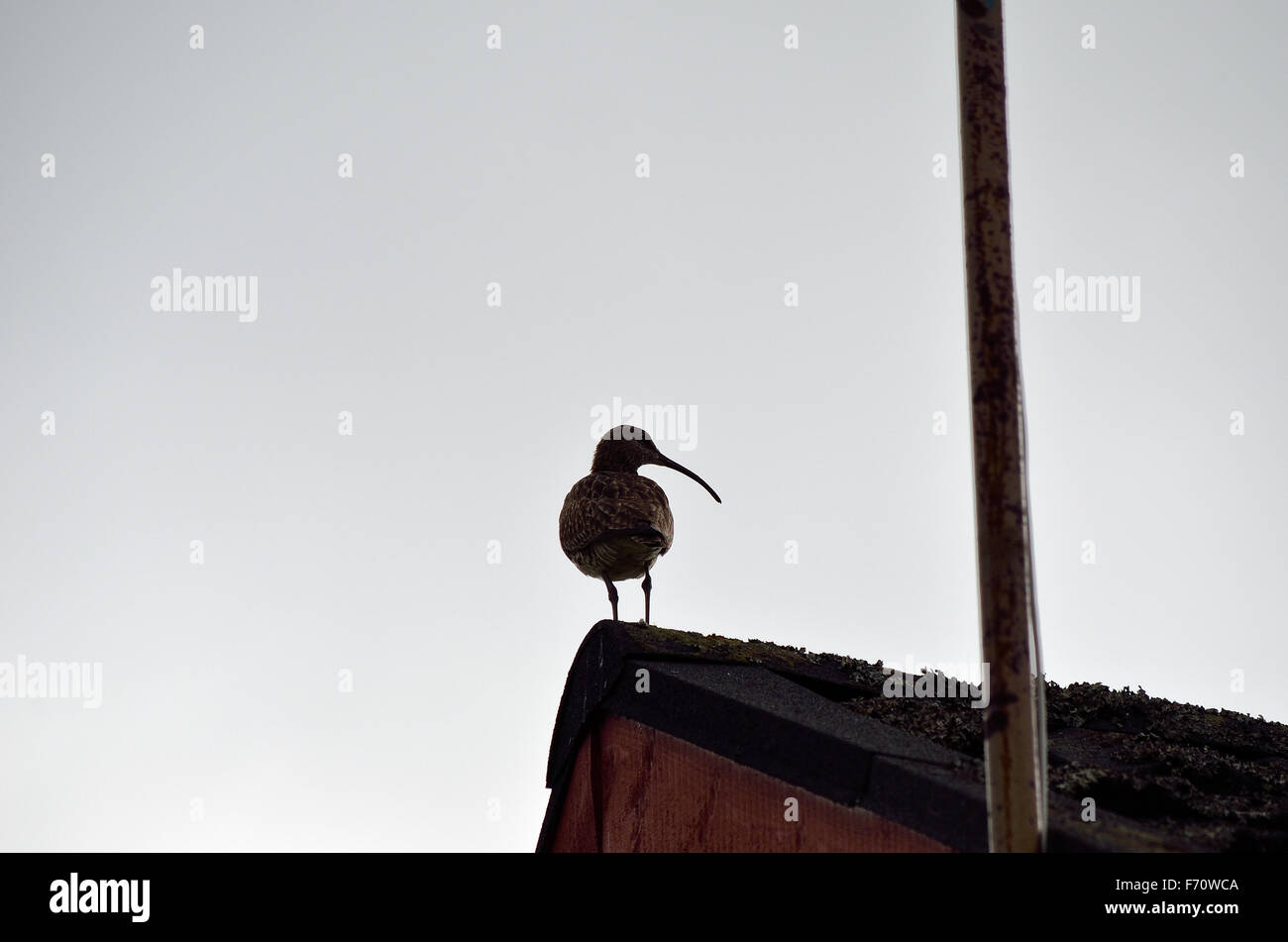 eurasian curlew bird parent keep lookout from house top Stock Photo - Alamy