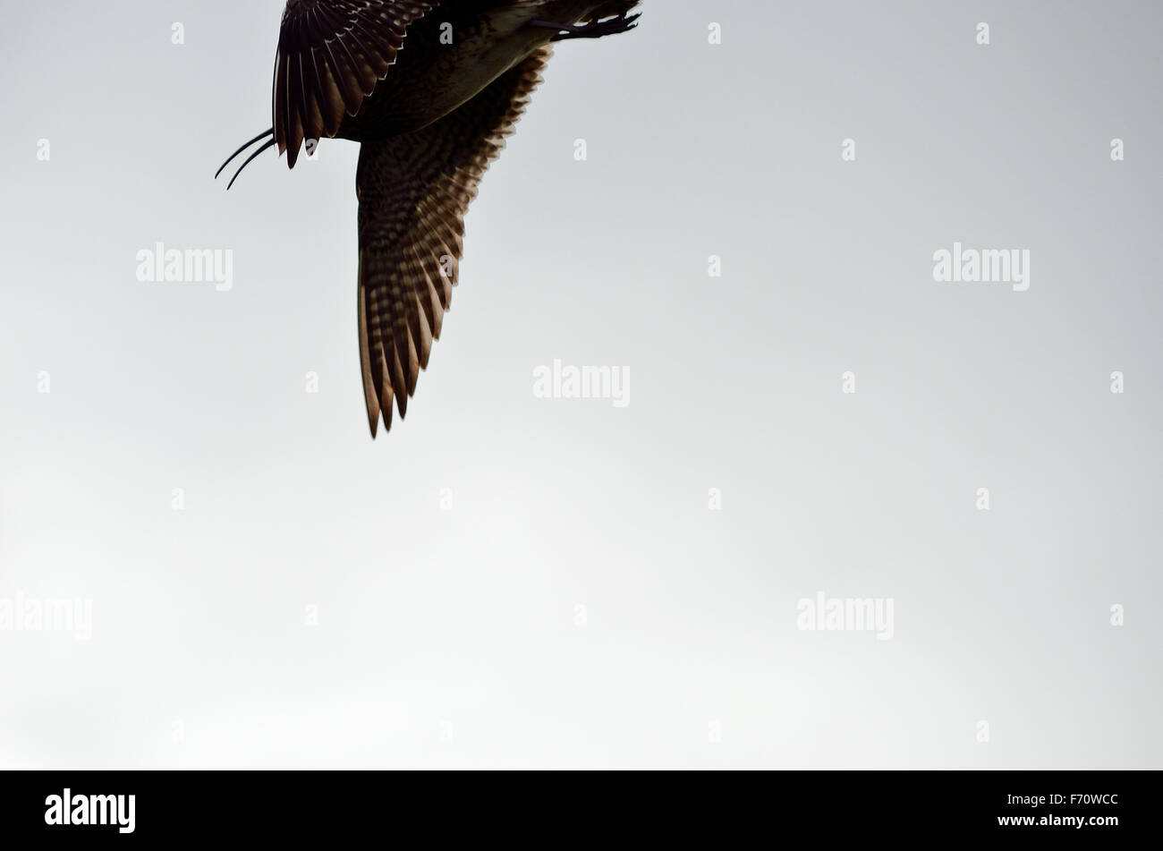 eurasian curlew bird flying Stock Photo - Alamy