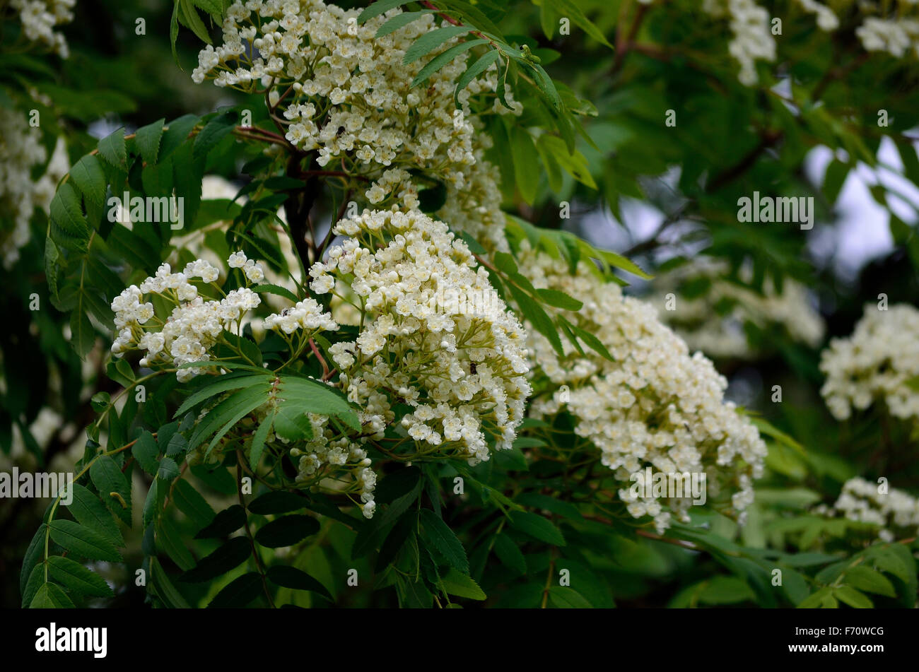 beautiful white blossoms on a blossoming rowan tree in spring Stock ...