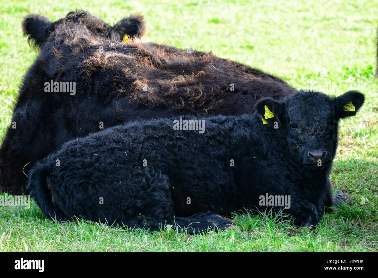 Black And White Cows In A Field High Resolution Stock Photography and ...