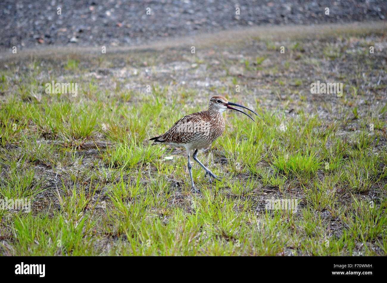 Eurasian curlew feet hi-res stock photography and images - Alamy
