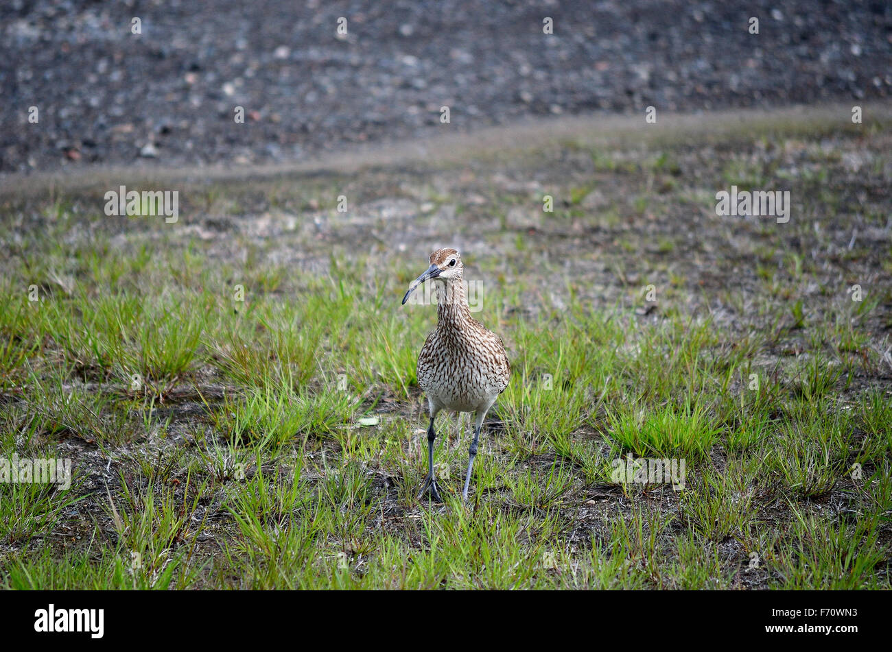 Eurasian curlew feet hi-res stock photography and images - Alamy