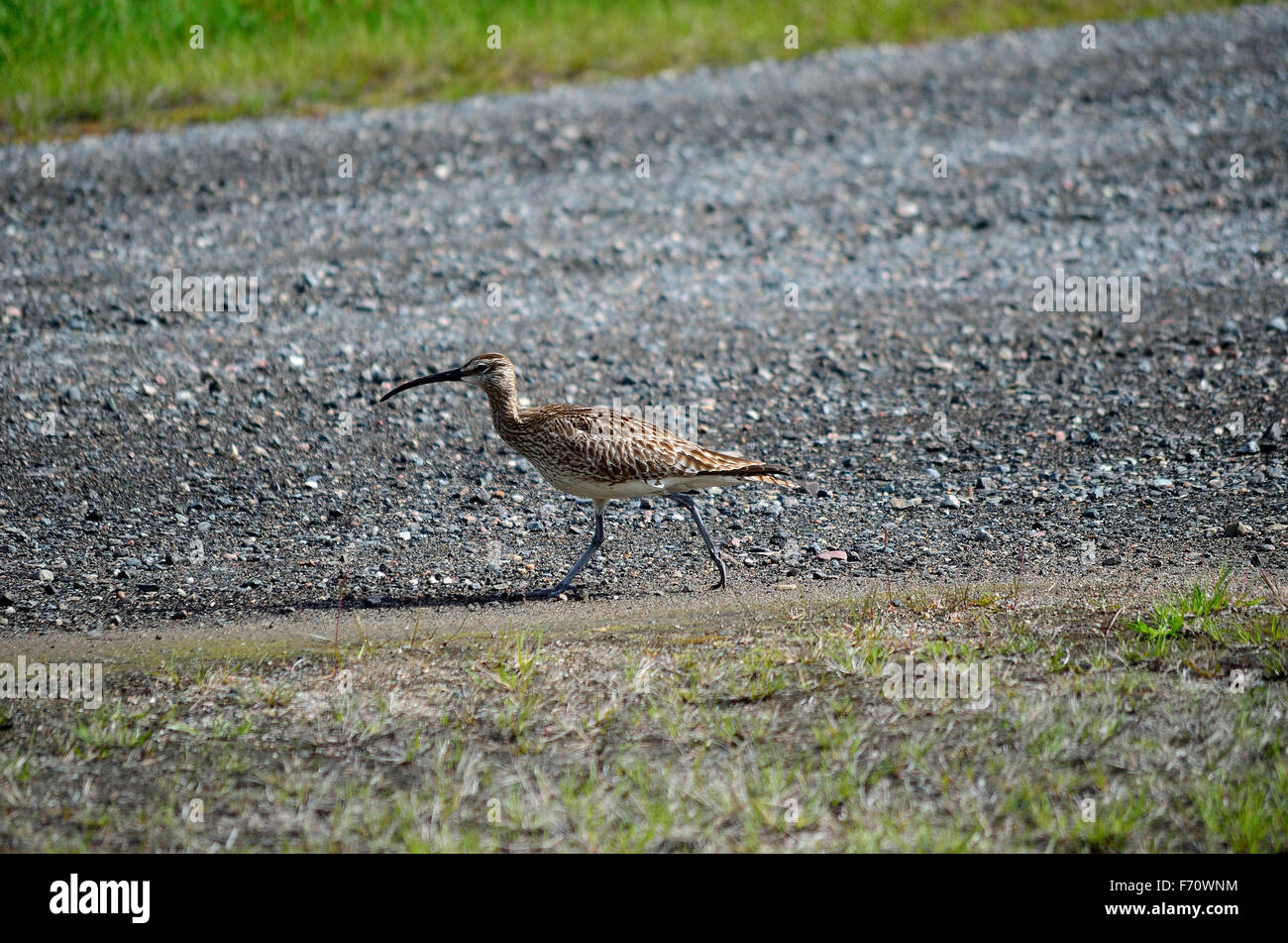 Eurasian curlew feet hi-res stock photography and images - Alamy