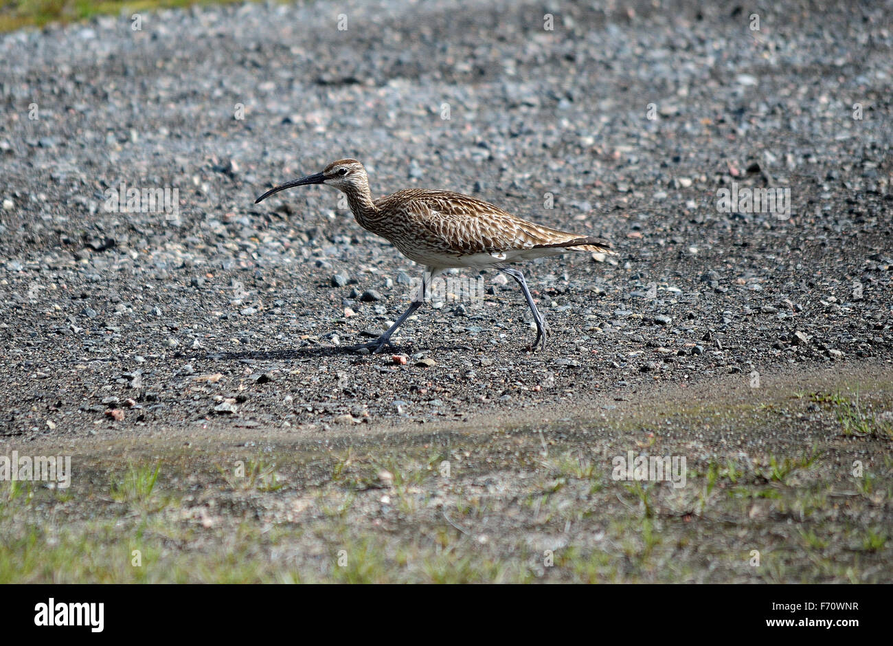 Eurasian curlew feet hi-res stock photography and images - Alamy