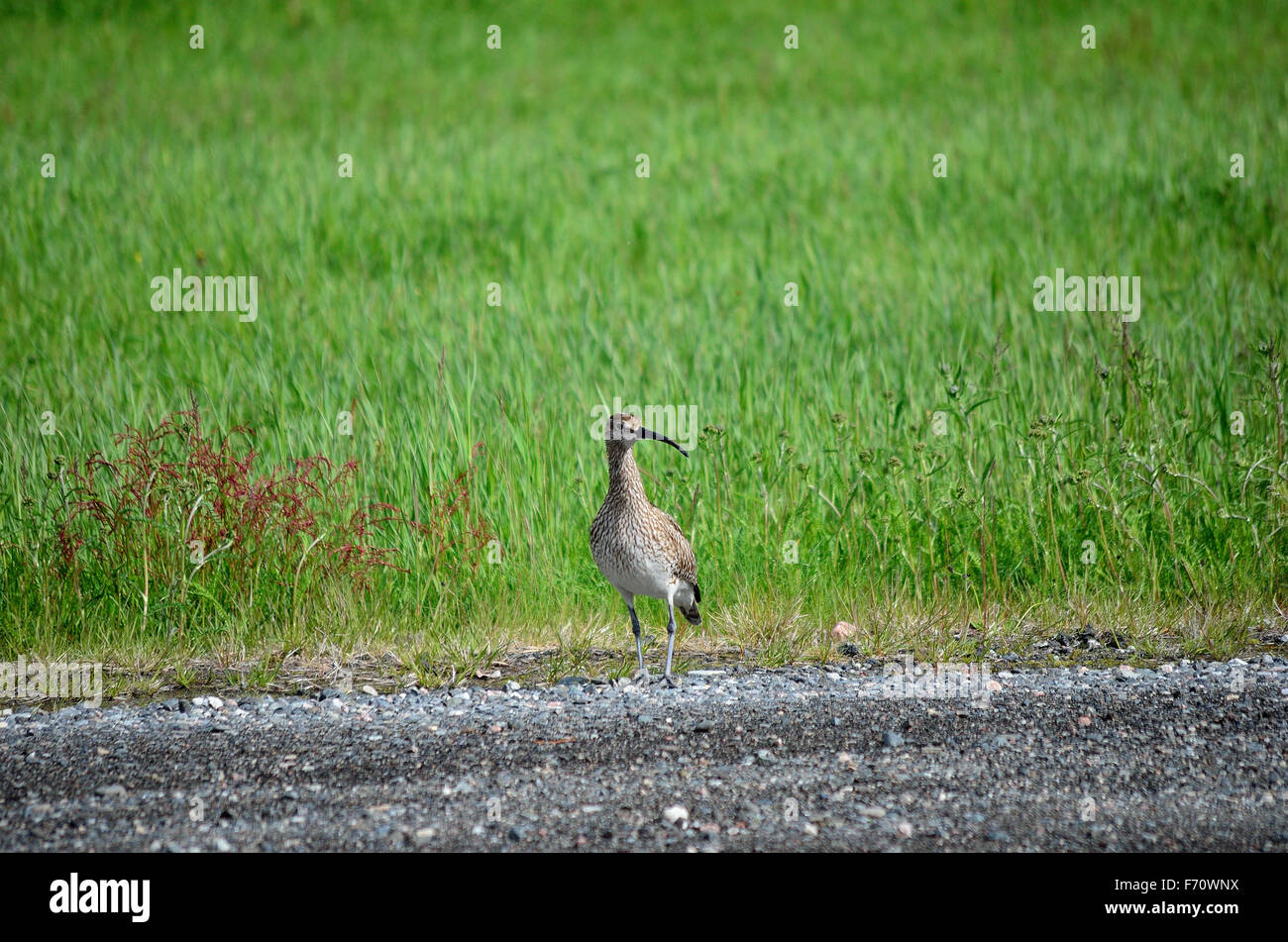 eurasian curlew bird parent vigilant for predator birds Stock Photo - Alamy