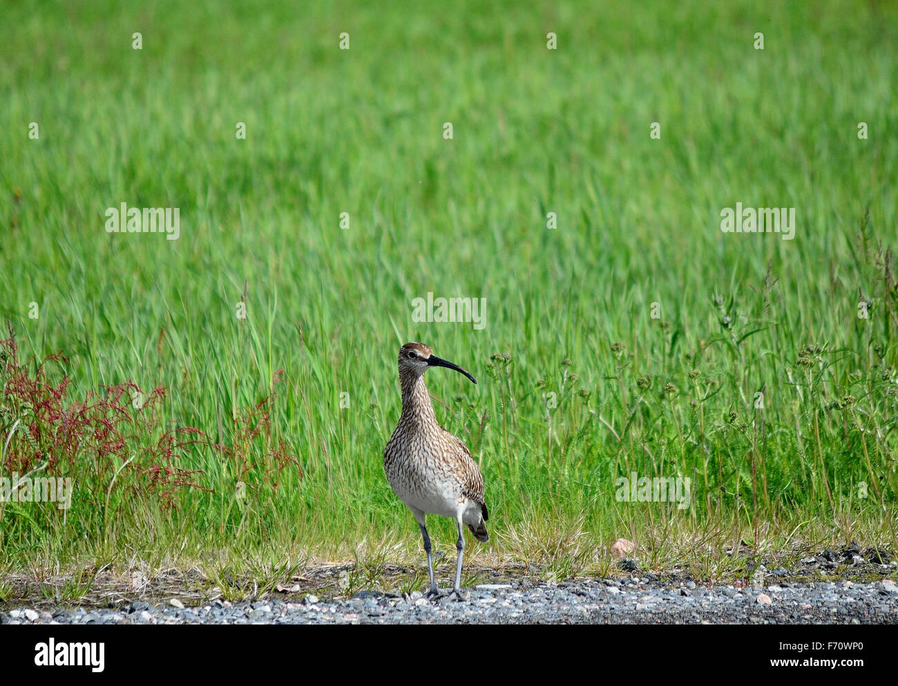 eurasian curlew bird parent vigilant for predator birds Stock Photo - Alamy