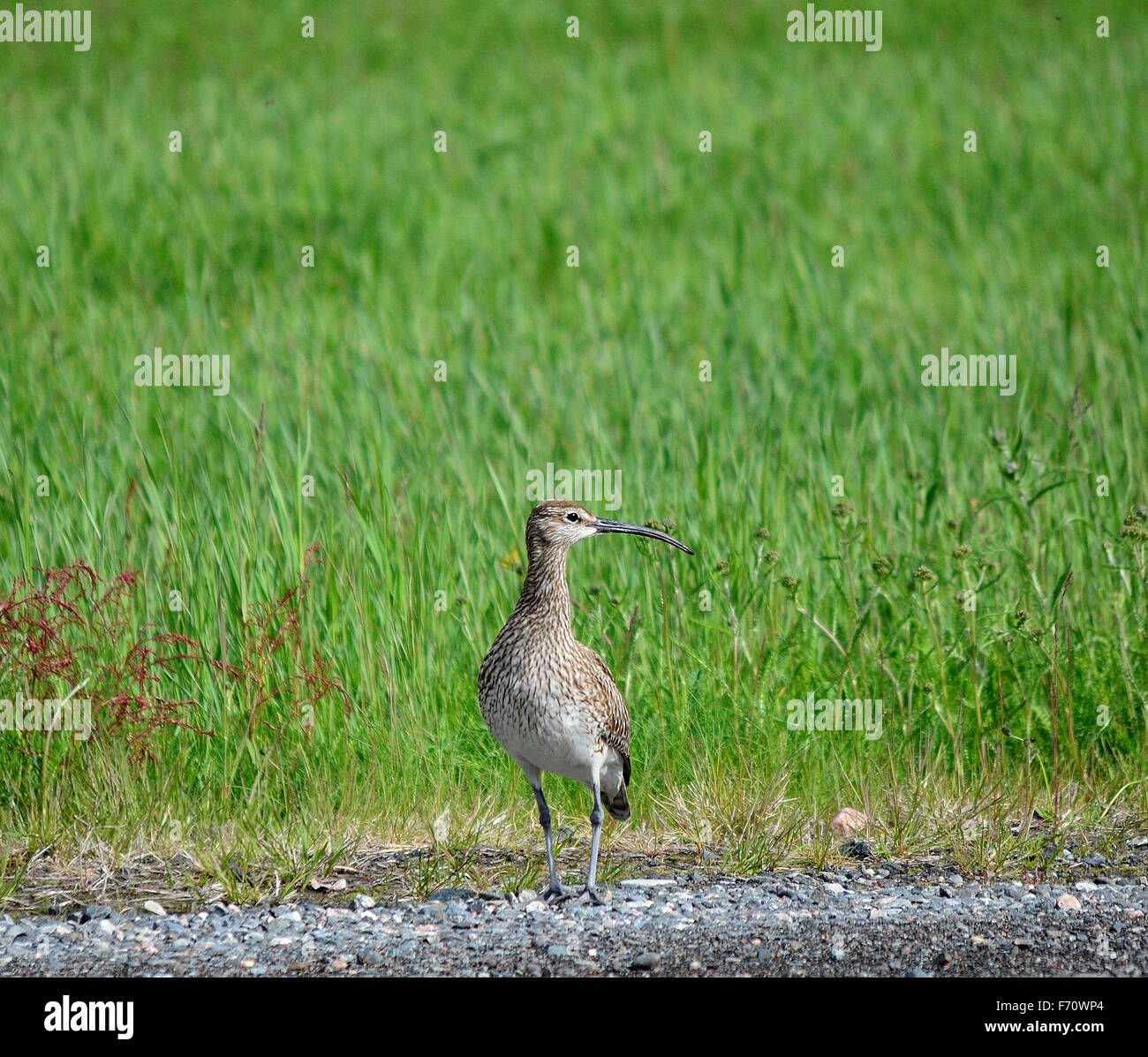 eurasian curlew bird parent vigilant for predator birds Stock Photo - Alamy