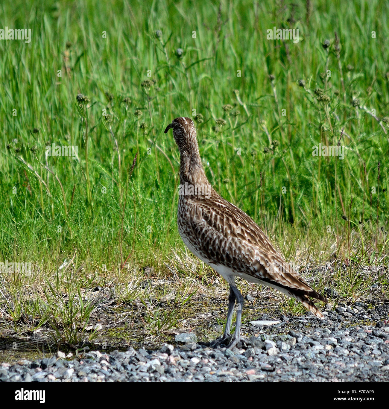 eurasian curlew bird parent vigilant for predator birds Stock Photo - Alamy