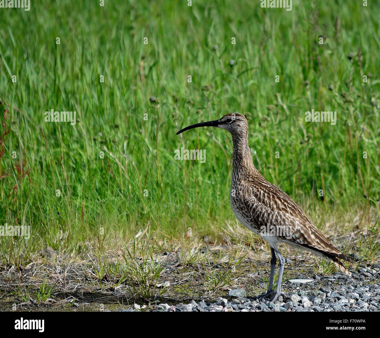 Eurasian curlew feet hi-res stock photography and images - Alamy