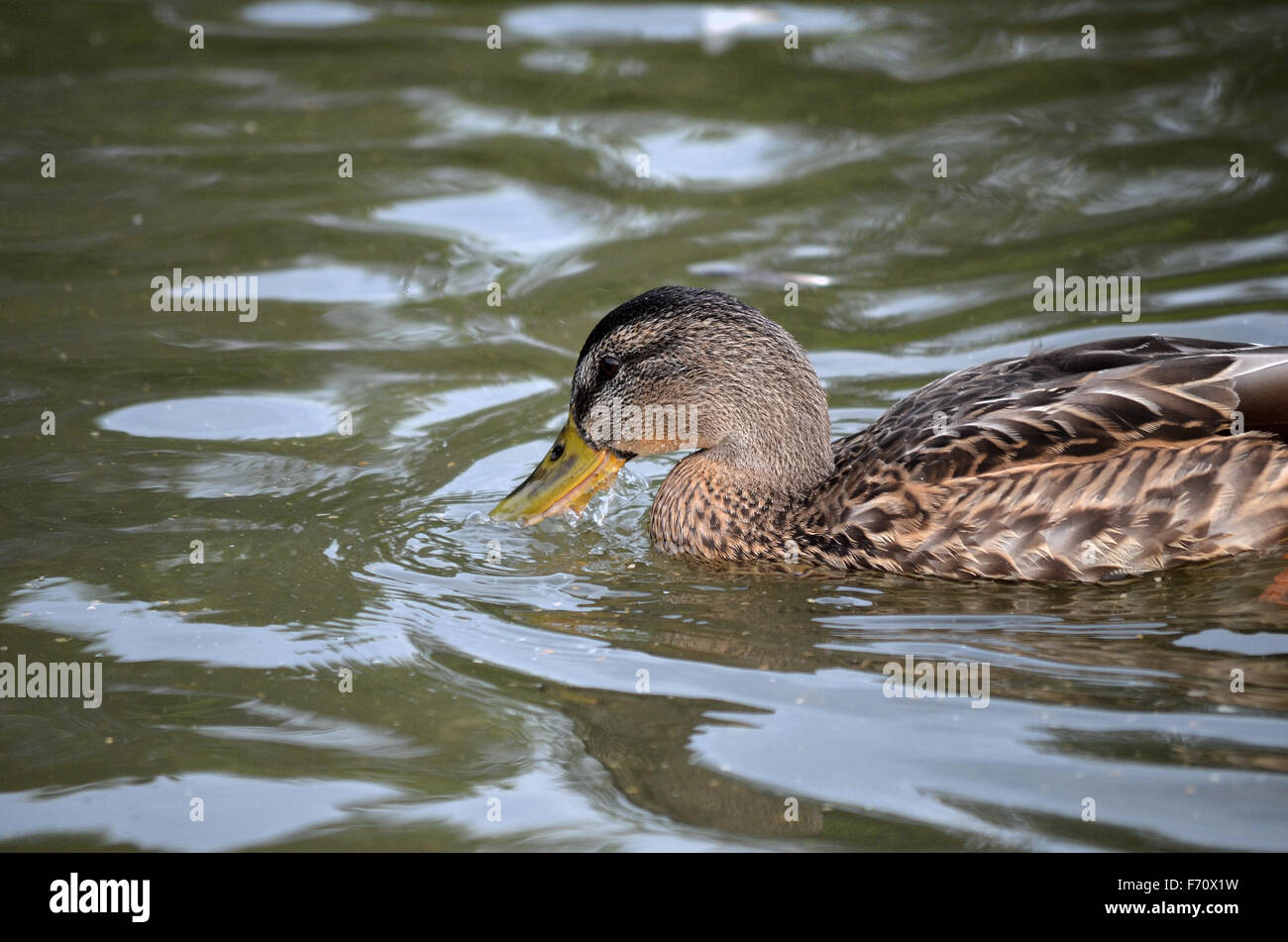 Mallar hi-res stock photography and images - Alamy