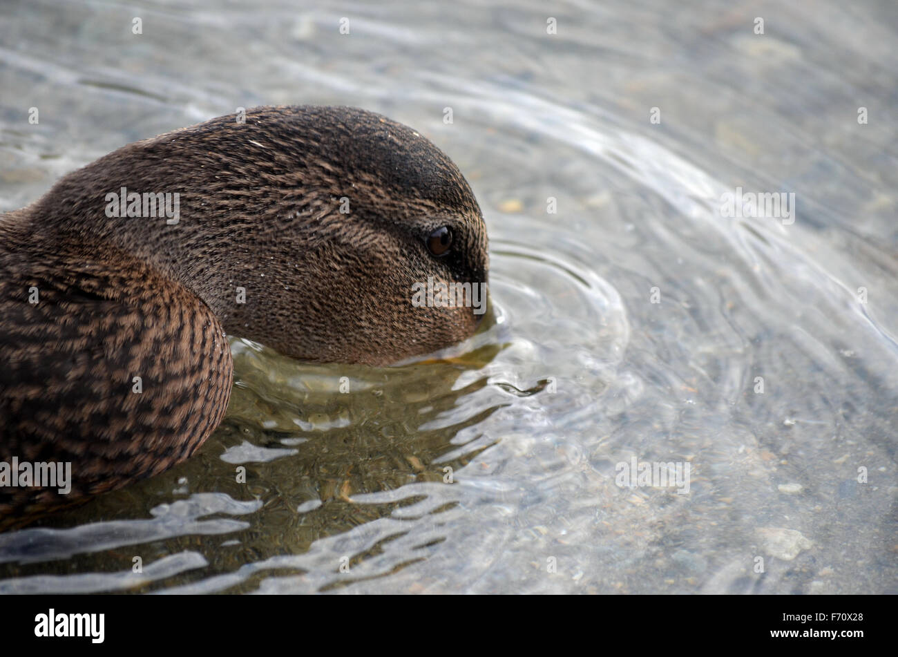 duck looking for food underwater Stock Photo - Alamy