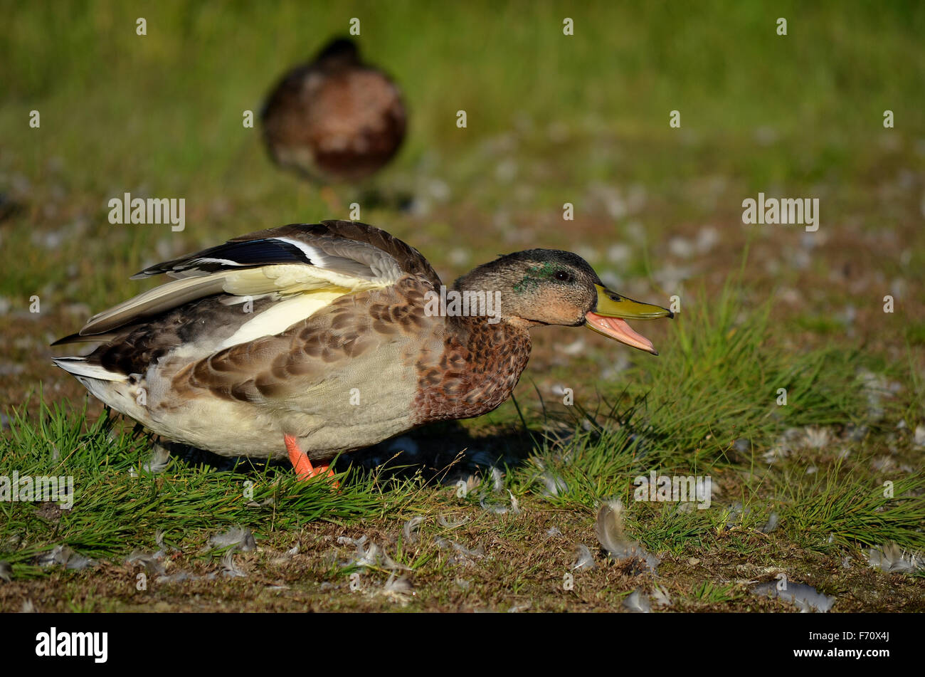 mallard duck guards the sleeping duck flock Stock Photo - Alamy