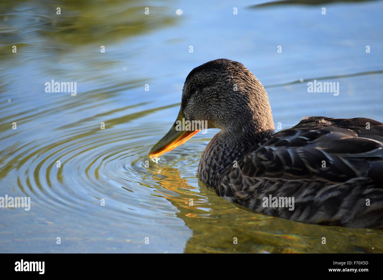 mallard duck feeding in pond Stock Photo - Alamy
