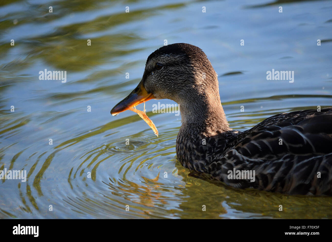 mallard duck feeding in pond Stock Photo - Alamy