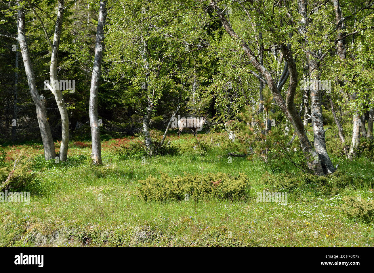 reindeer flock in summer forest Stock Photo - Alamy