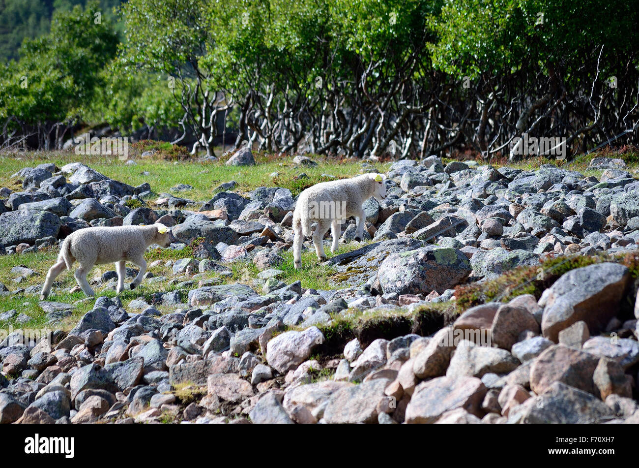 two young cute sheep's in the summer sun Stock Photo - Alamy