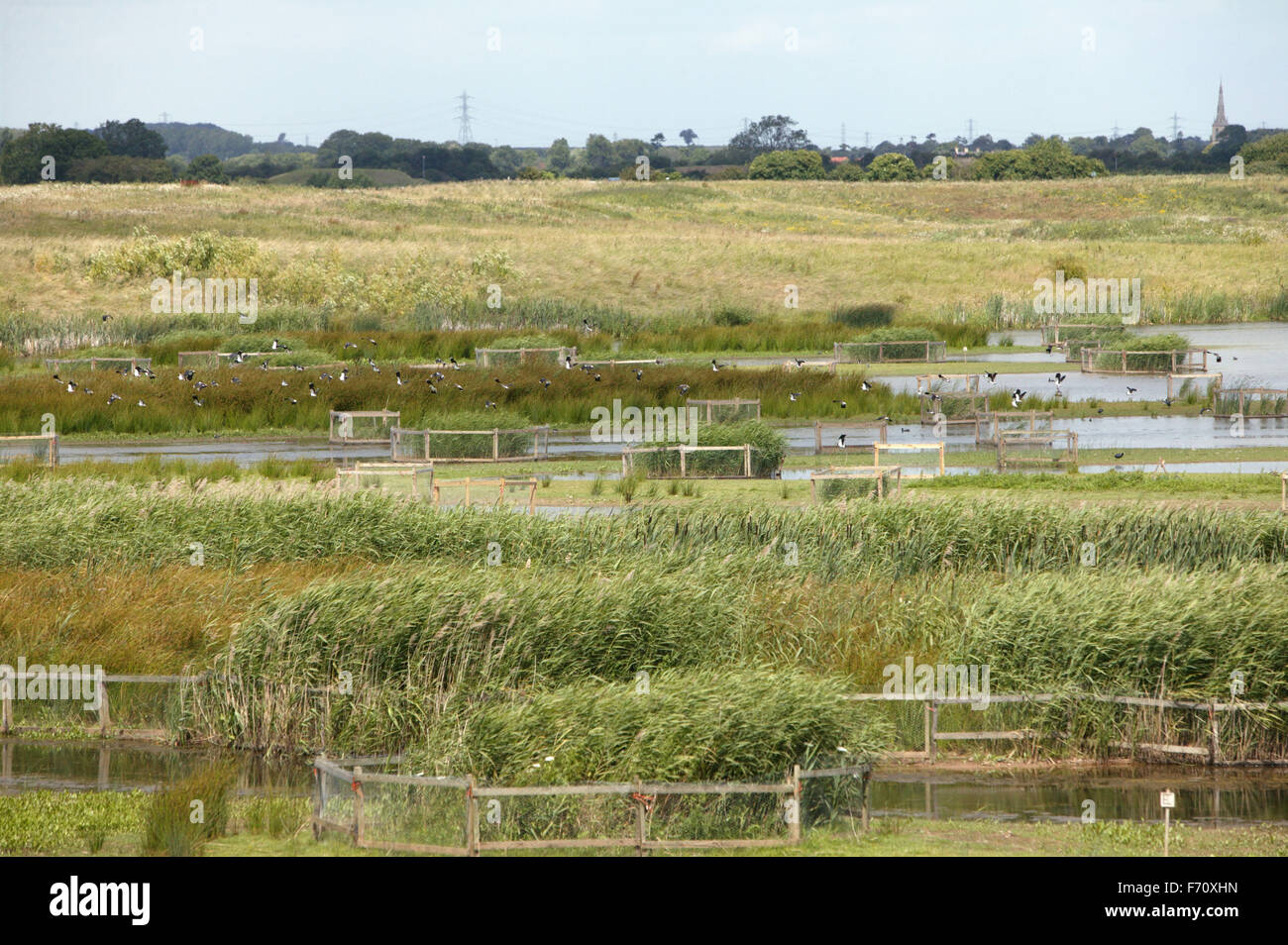 Nature Reserve on site of former gravel pit, UK Stock Photo - Alamy