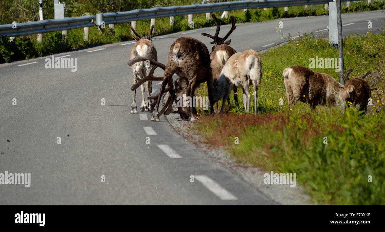 Wildlife reindeer antler on road hi-res stock photography and images ...