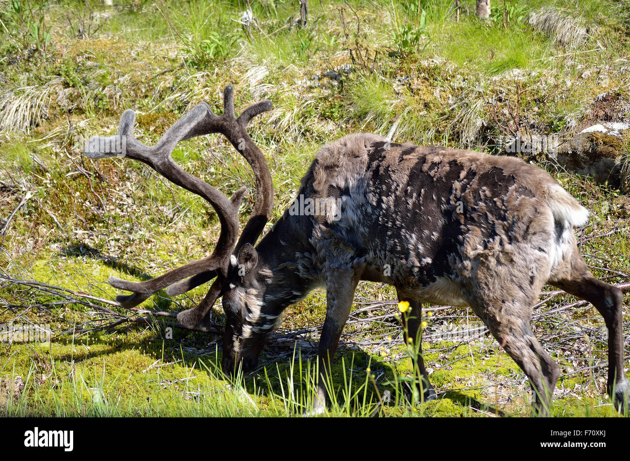feeding reindeer in summer landscape Stock Photo - Alamy