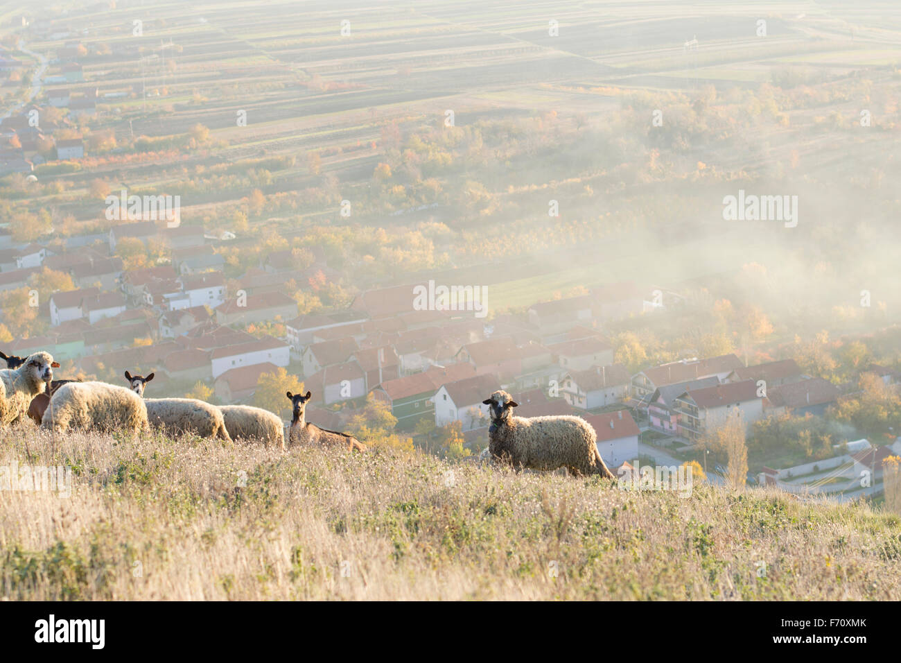 Group of goats hi-res stock photography and images - Alamy