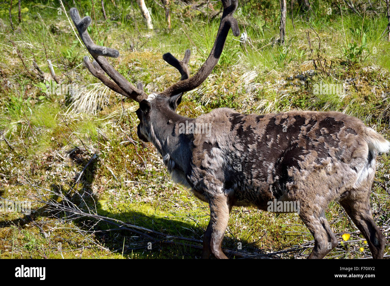 feeding reindeer in summer landscape Stock Photo - Alamy