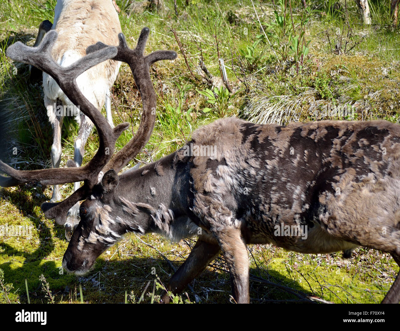 reindeer in summer nature Stock Photo - Alamy