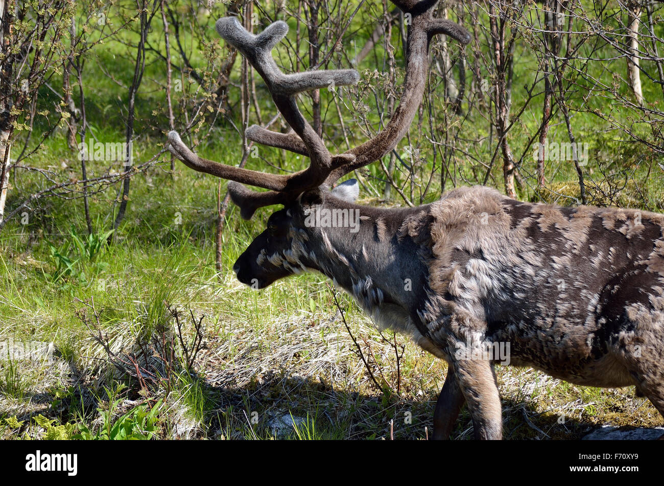 reindeer in summer nature Stock Photo - Alamy