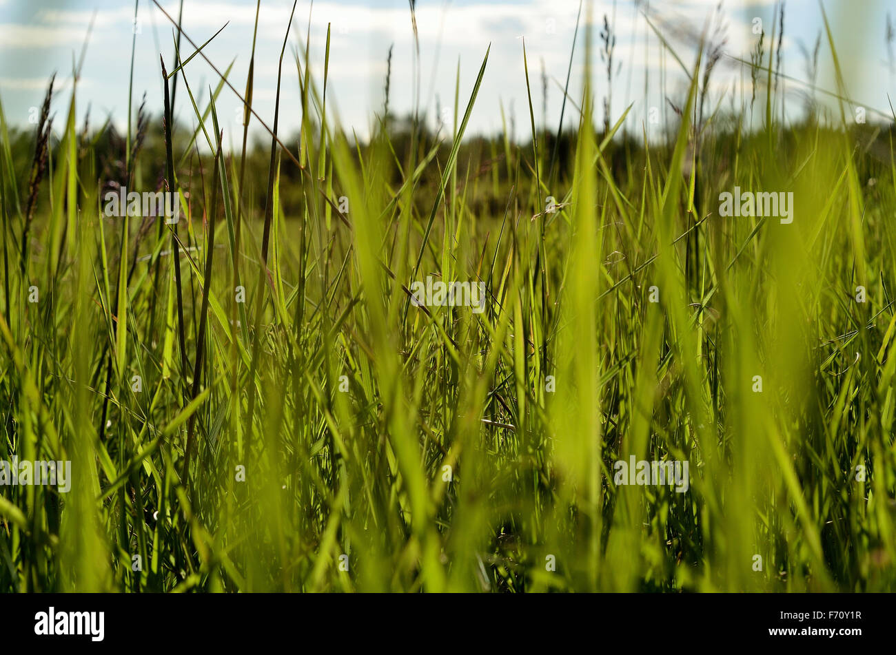 tall green grass in summer sun macro photo Stock Photo - Alamy