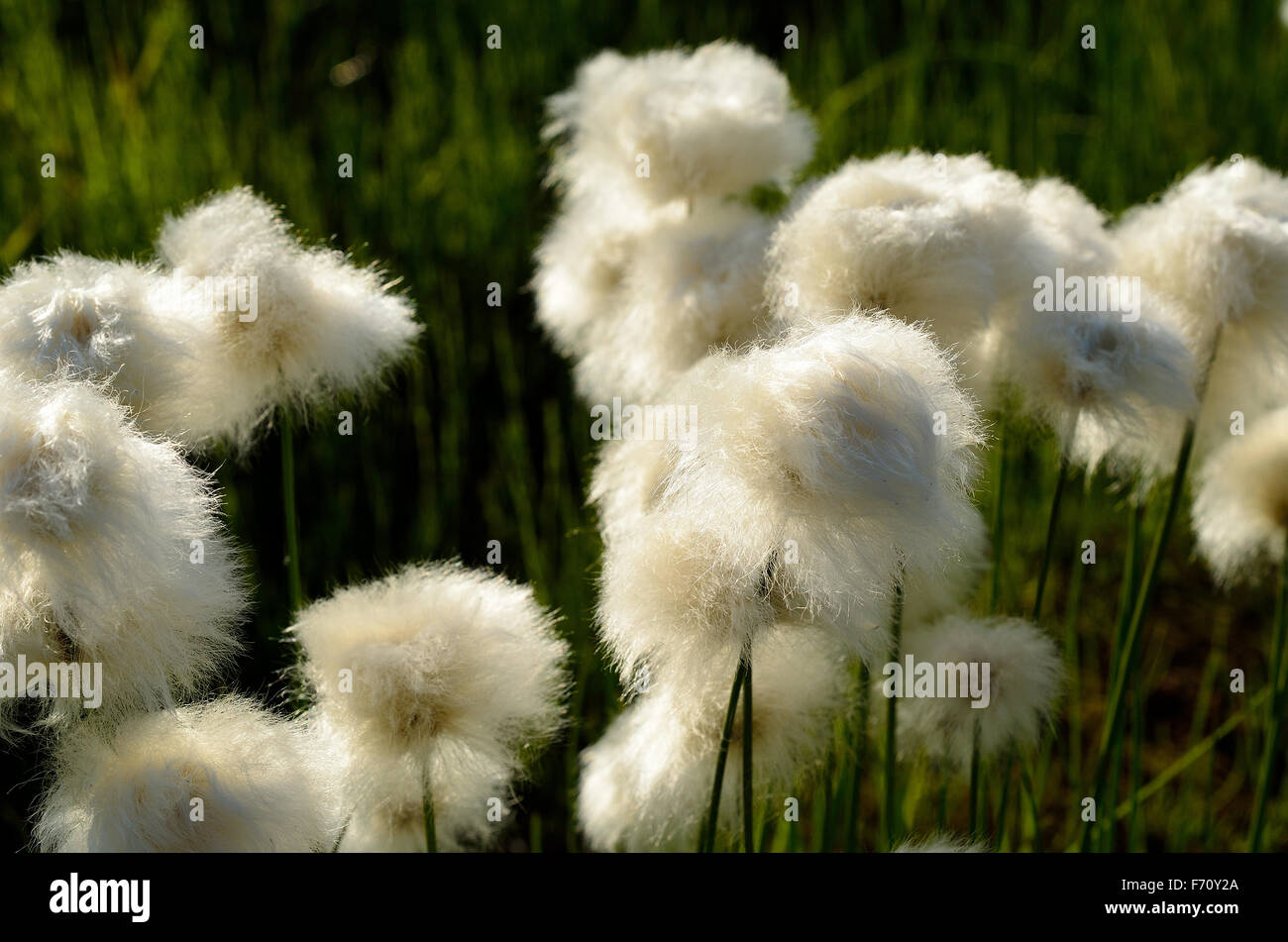 Wool grass bloom hi-res stock photography and images - Alamy
