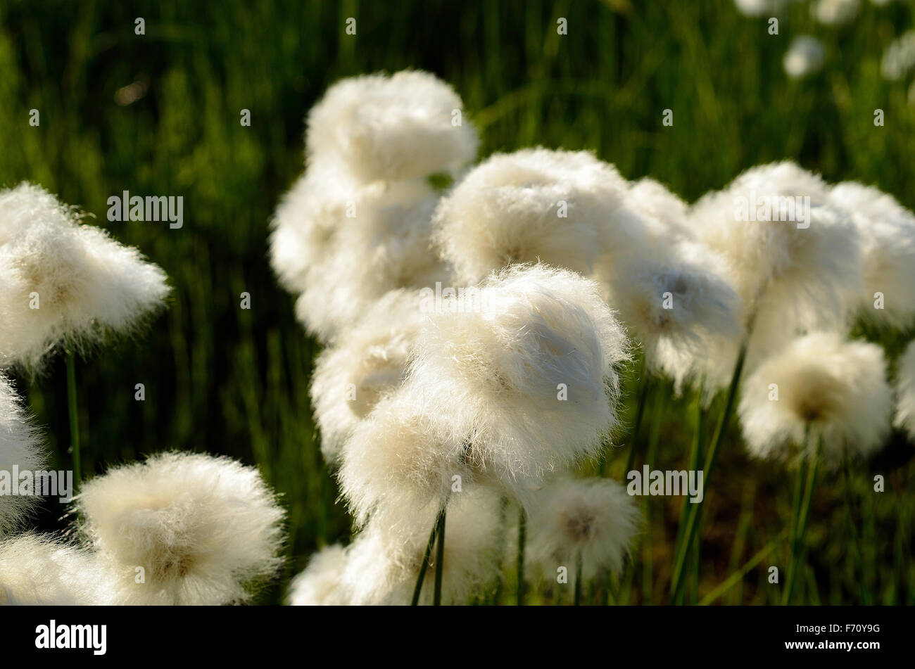 Common cottongrass and close up hi-res stock photography and images - Alamy