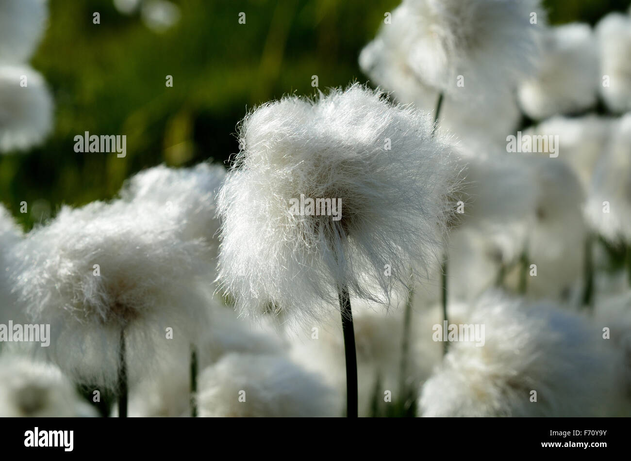 beautiful white cottongrass in summer Stock Photo - Alamy