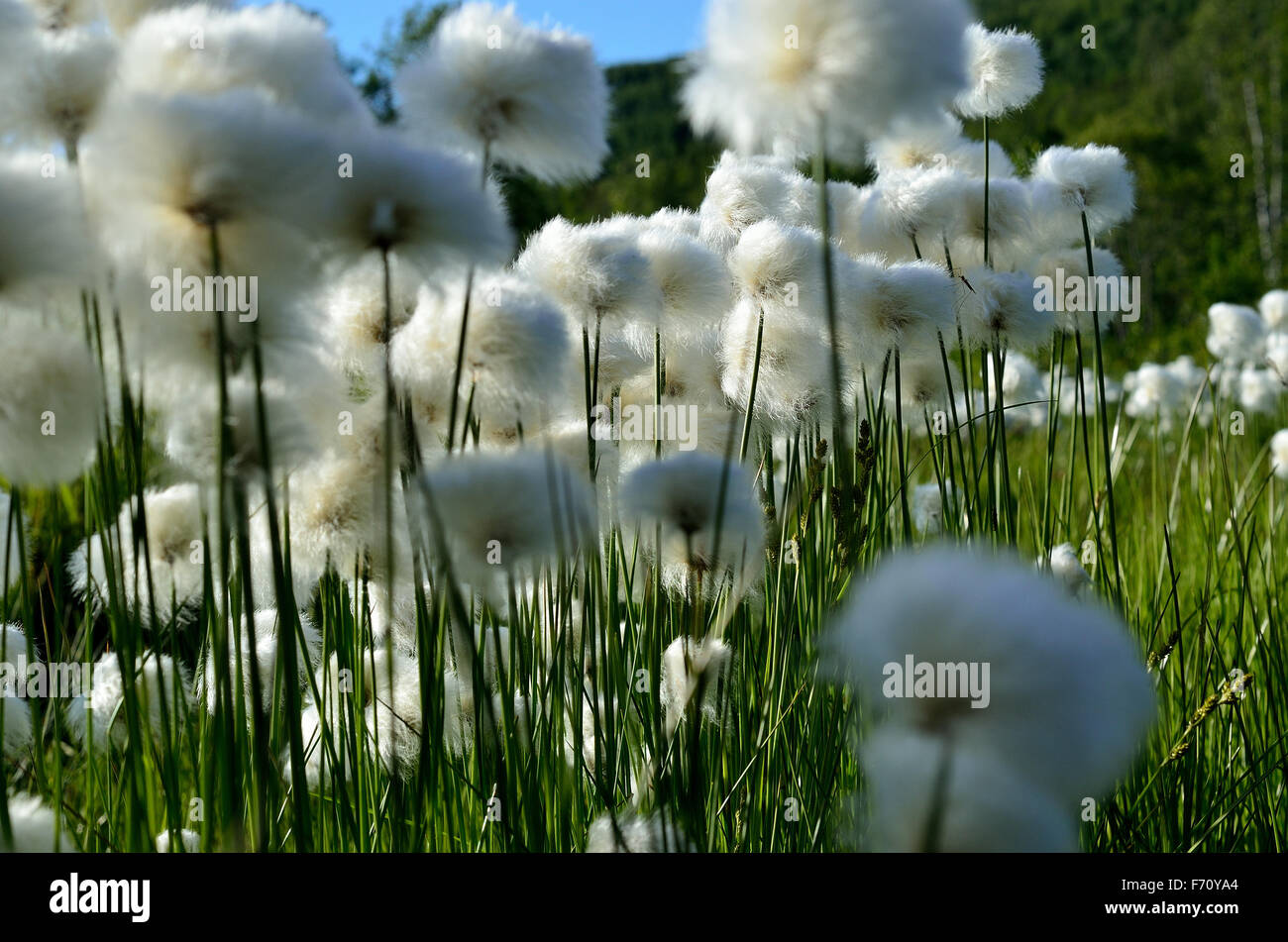 beautiful white cottongrass in summer Stock Photo - Alamy