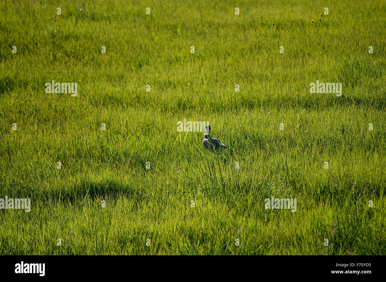 Curlew in the sun hi-res stock photography and images - Alamy