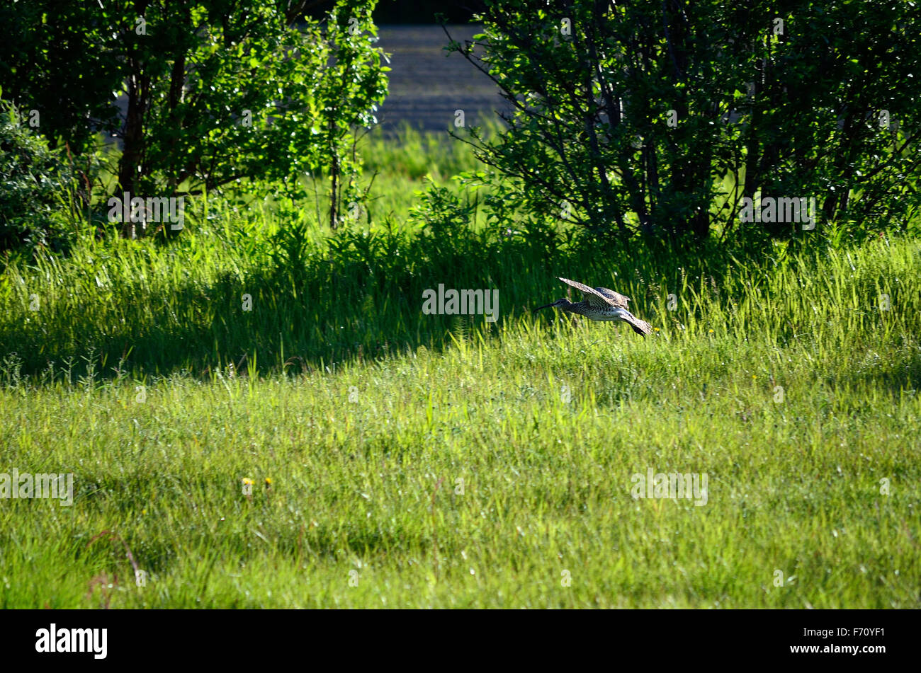 Curlew landing hi-res stock photography and images - Alamy