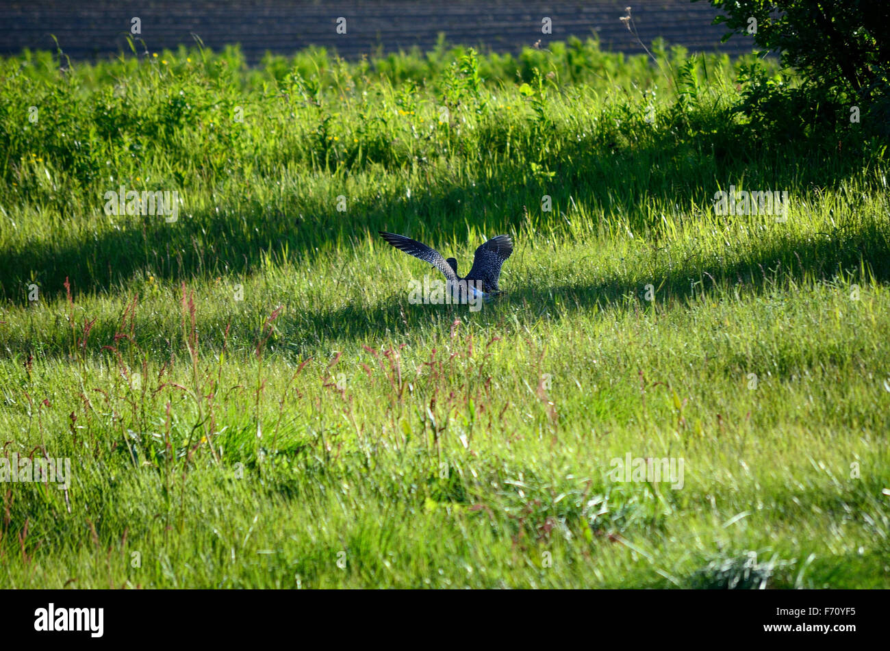 eurasian curlew landing on field in summer Stock Photo - Alamy